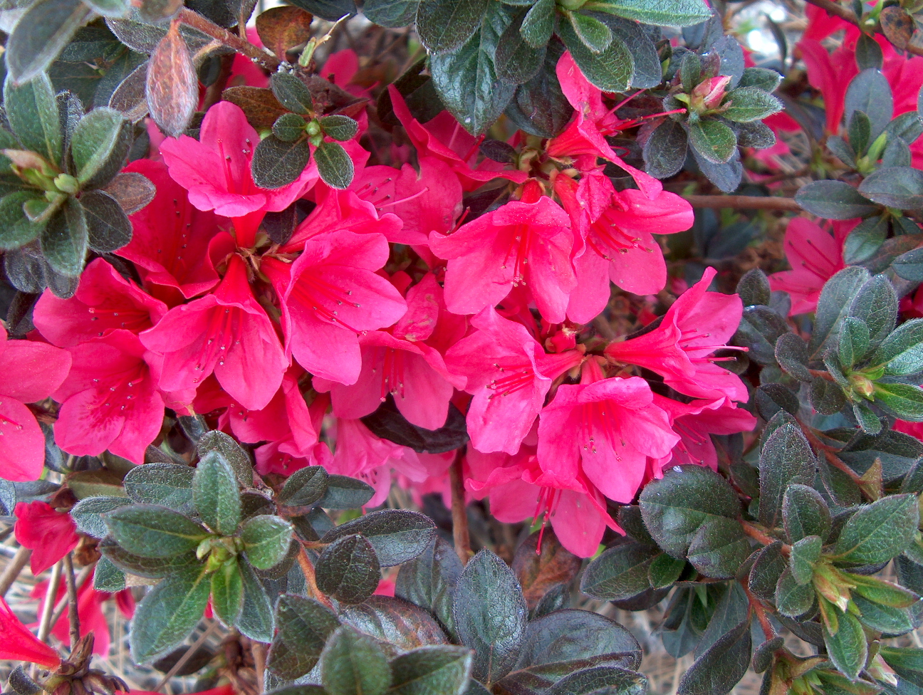 Online Plant Guide - Rhododendron 'Autumn Ruby' / Autumn Ruby Azalea